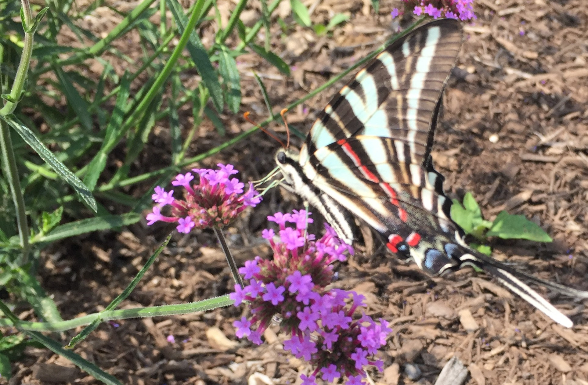 Resources – Pollinator Plants & Design
