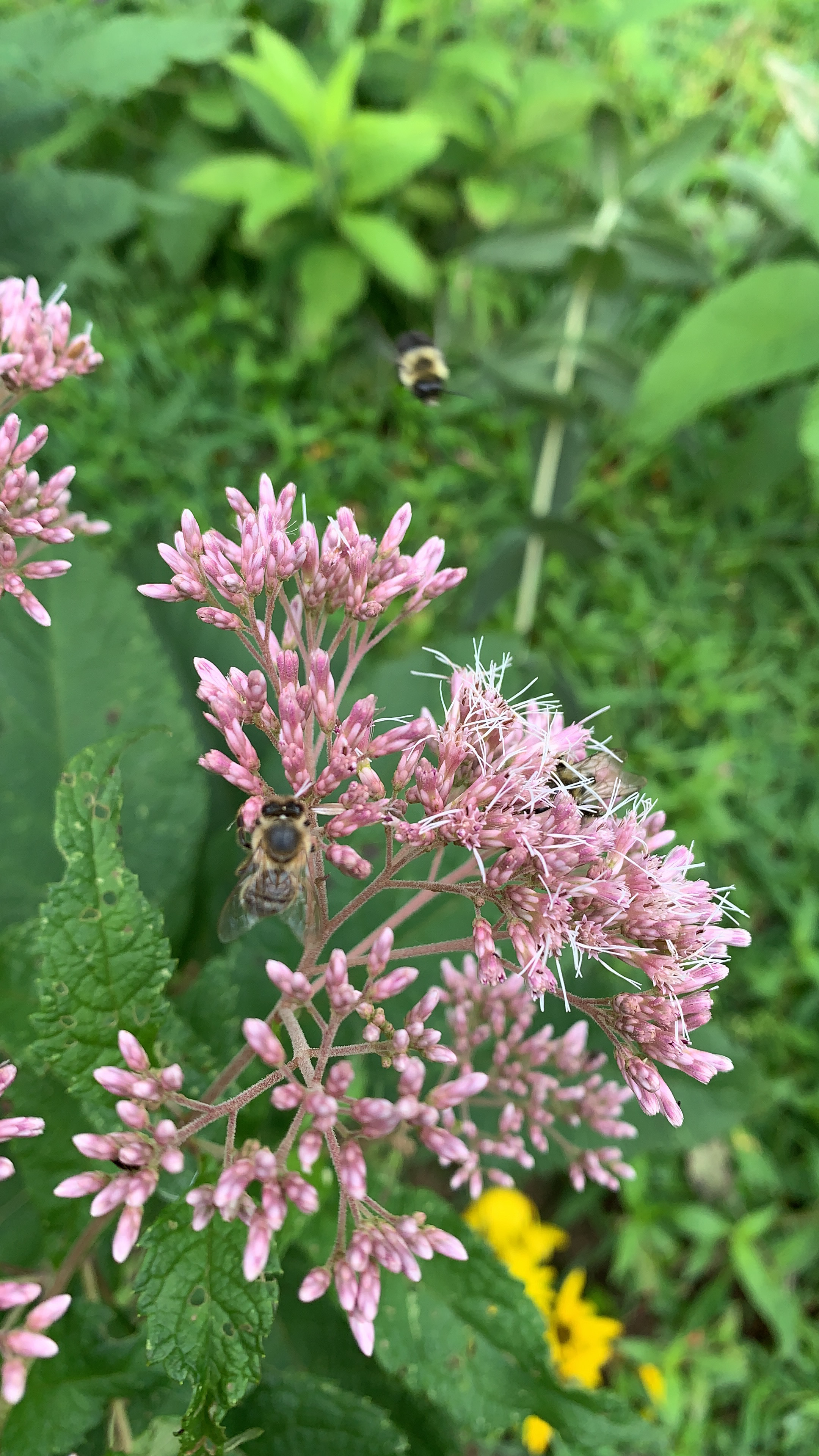 Joy Pye Weed – Pollinator Plants & Design