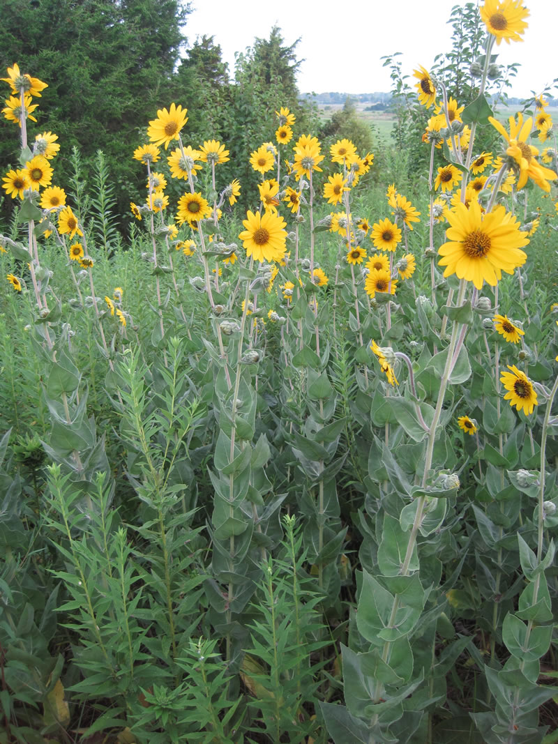 Downy Sunflower – Pollinator Plants & Design