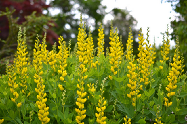 Small Yellow Wild Indigo – Pollinator Plants & Design