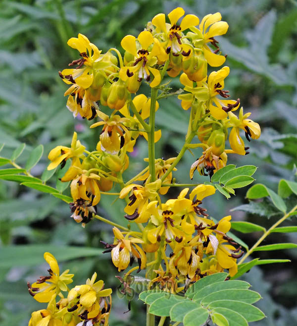 Wild Senna – Pollinator Plants & Design