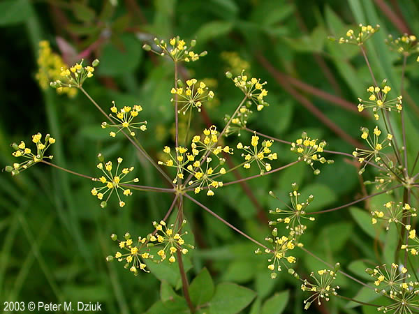 Yellow Pimpernel – Pollinator Plants & Design